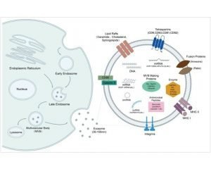 Exosome Therapy - Viezec Stem Cell Institute