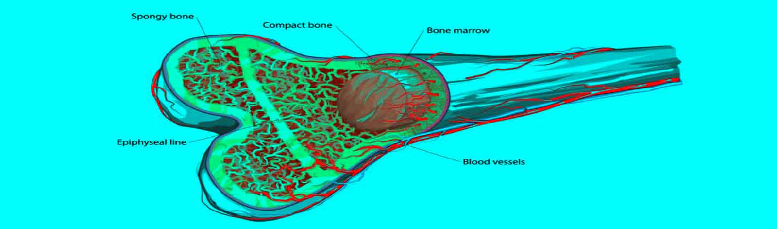Stem Cell Bone Marrow Transplant Procedure Delhi, India
