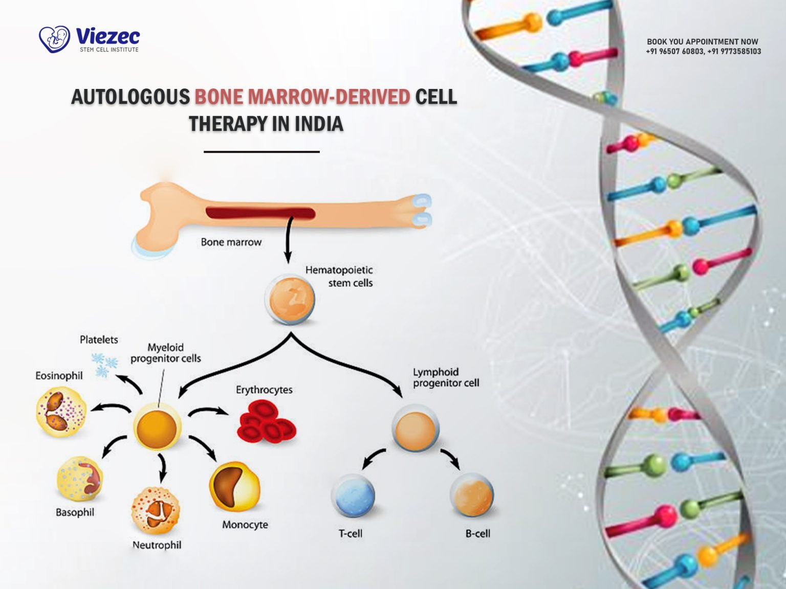 Autologous Bone Marrow-Derived Cell Therapy In India