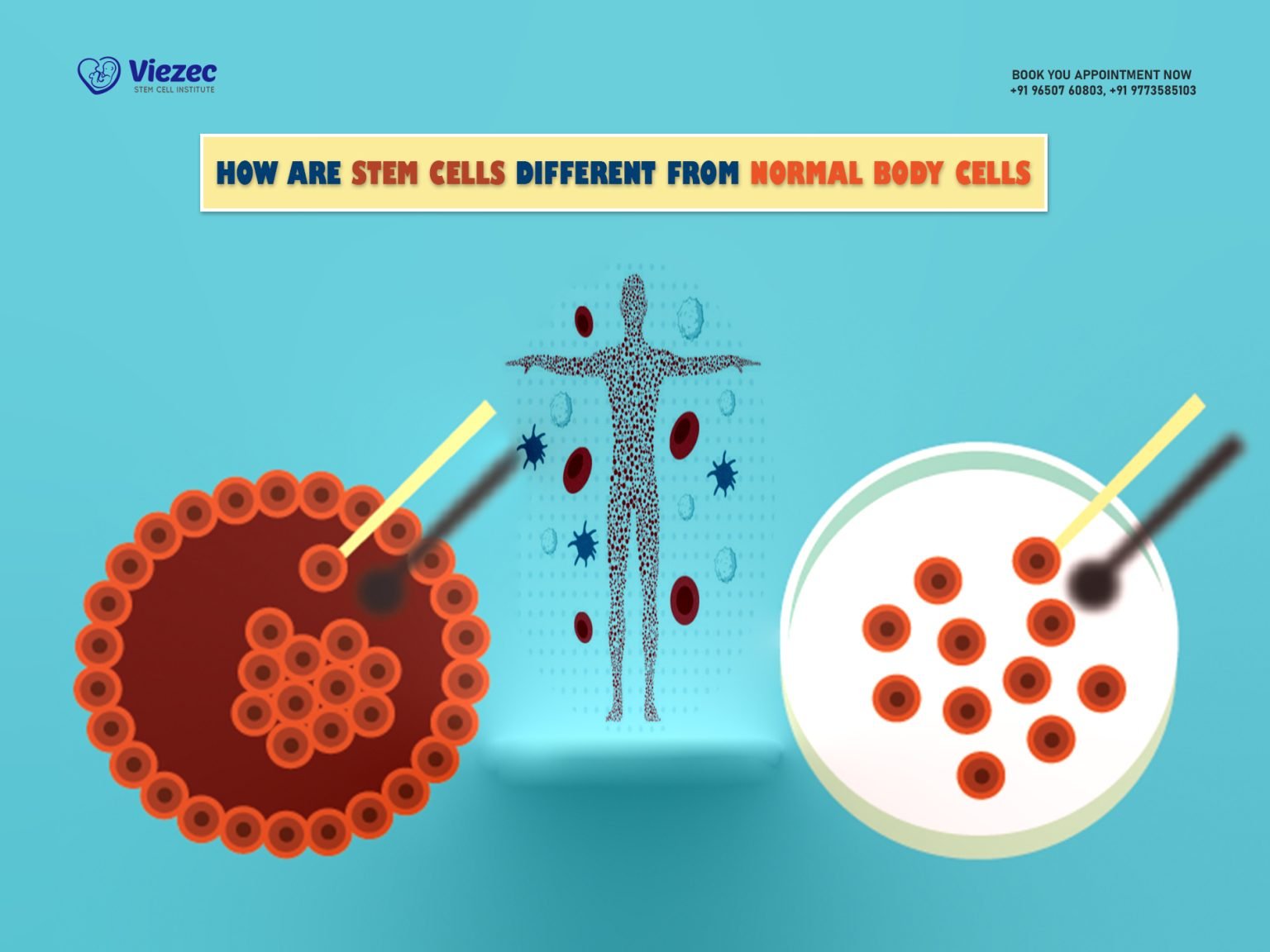 How Are Stem Cells Different From Normal Body Cells?