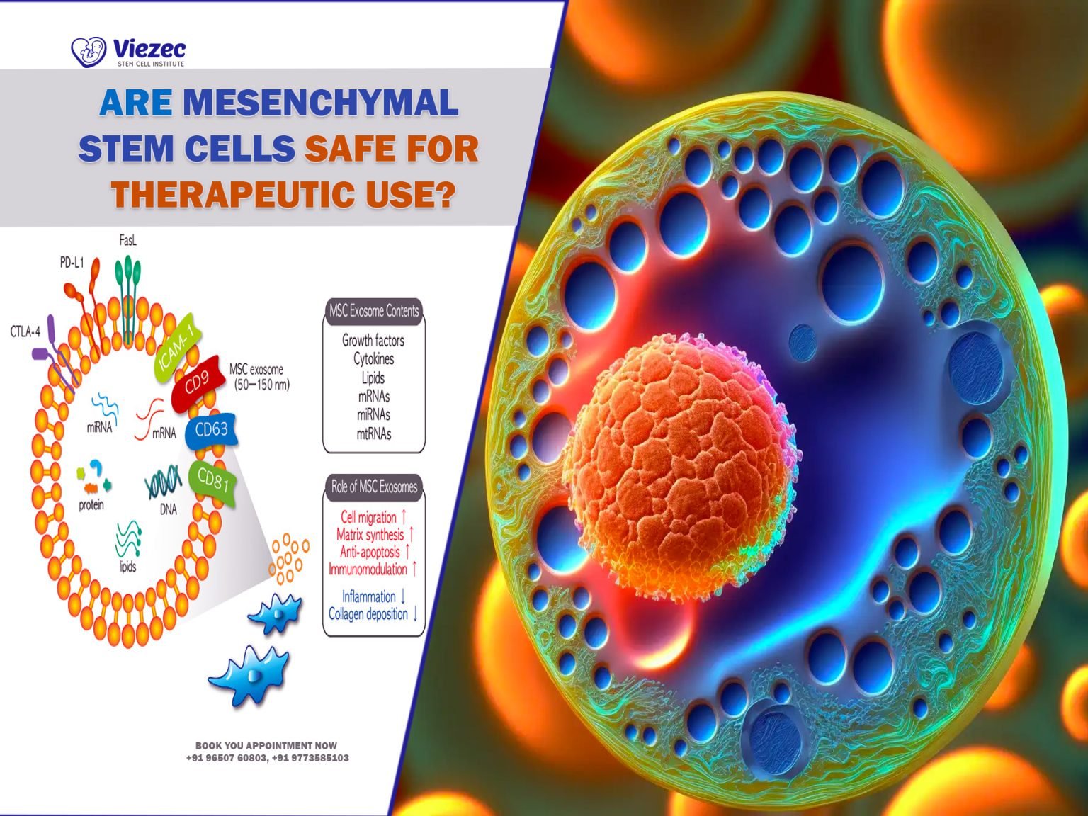 Are Mesenchymal Stem Cells Safe For Therapeutic Use? Viezec