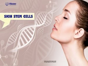 Understanding The Marvels Of Skin Stem Cells