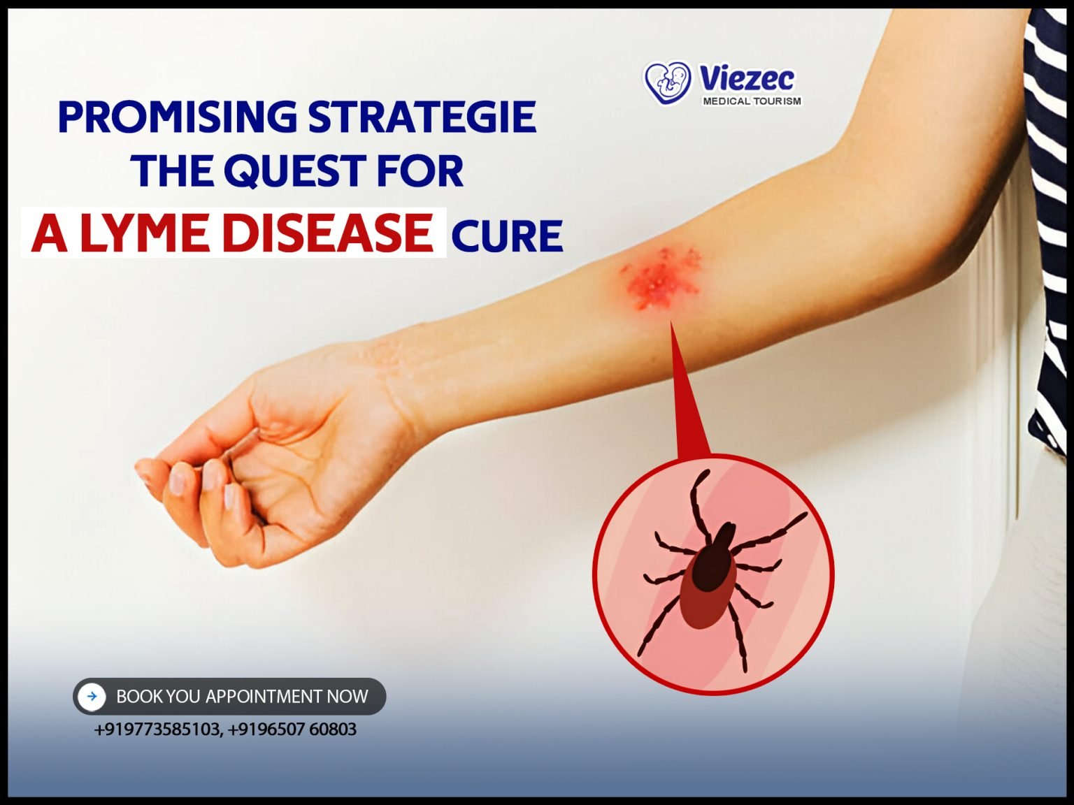 Promising Strategies: The Quest For A Lyme Disease Cure