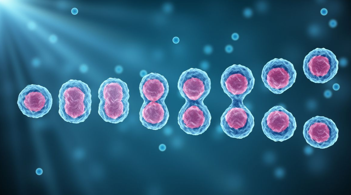 Stem Cells: Types, What They Are & What They Do
