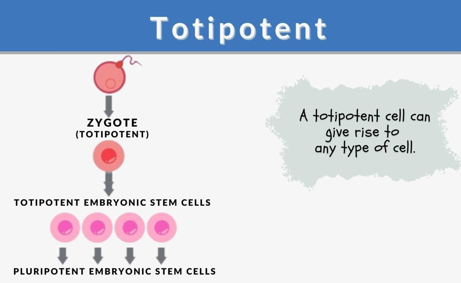 Totipotent Stem Cells: Definition, Function & Future Uses