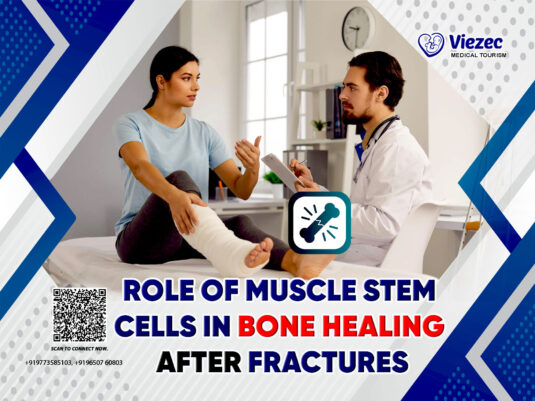 Role Of Muscle Stem Cells In Bone Healing | Viezec